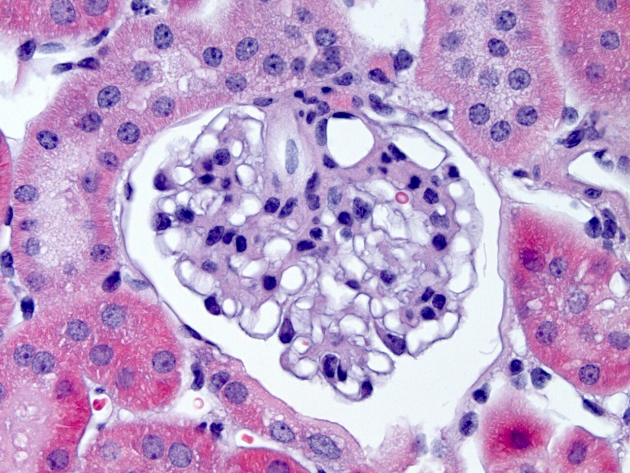 Colorations histologiques | PICMO